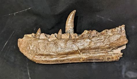 The Seven Greatest Dinosaur Discoveries Of The Last 200 Years Natural