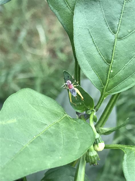 Cool Looking Grasshopper Like Bug I Found In North Georgia Any Ideas