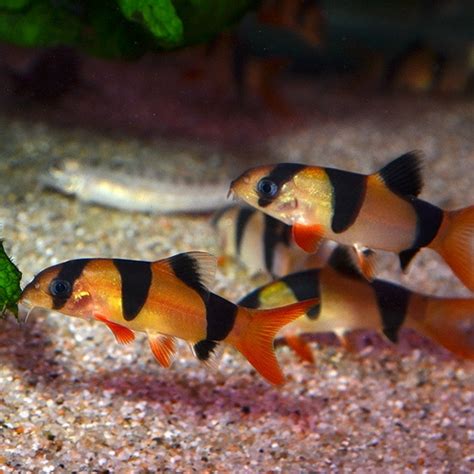 クラウンローチ M～mlサイズ 3匹 熱帯魚 熱帯魚・エビラスボラ・他小型魚 熱帯魚・海水魚 通販ショップ・アクアライズ