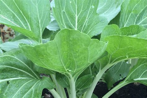 Paksoi Coopsaam Buurtwinkel Essen