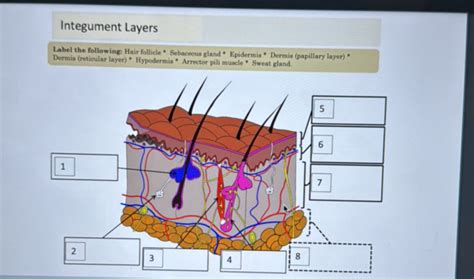 Integument Layers Label The Following Hair Studyx