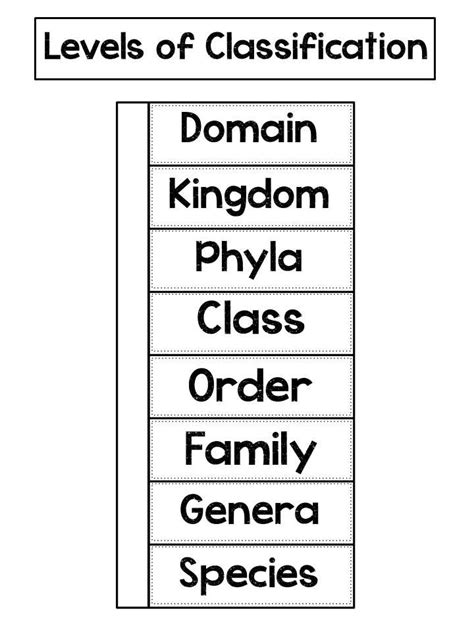 Levels Of Classification Project At Dorothy Butler Blog