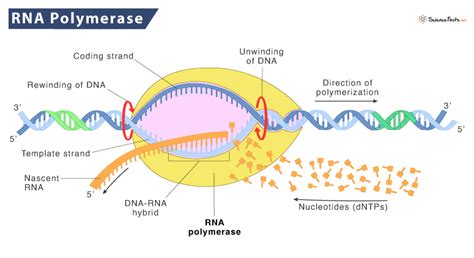 Rna Polymerase Structure And Function