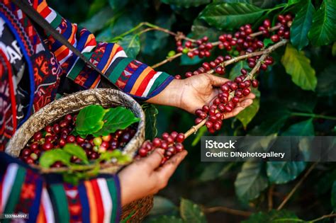 국립 농장 치앙마이 태국에서 레드 커피 콩 유기농 100 손에 바구니 농부 커피에 대한 스톡 사진 및 기타 이미지 커피 커피 원두 커피 콩 Istock