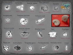 Fossil Lab Gonyoscience