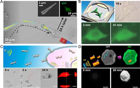 Enhanced Internalization Of Swimming Nanorobots A Egfp‐loaded
