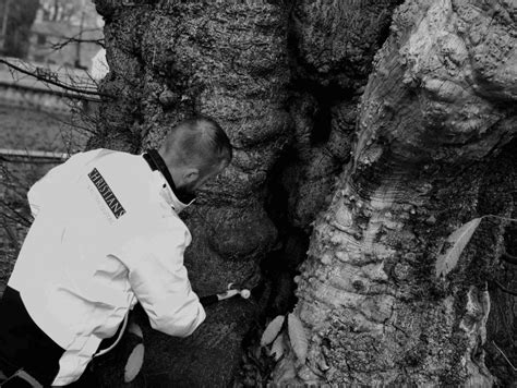 Tree Consultants UK Wide Tree Survey Tree Report Services