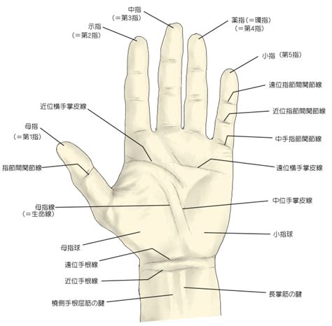 Visual Anatomy
