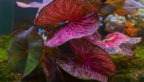 Tiger Lotus Bulb Care Guide For Aquatic Plants