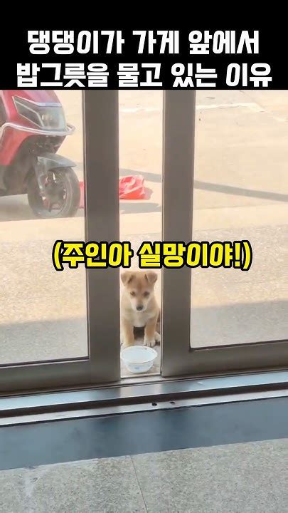 주인아 실망이야 댕댕이가 가게 앞에서 밥그릇을 물고 있는 이유 Youtube