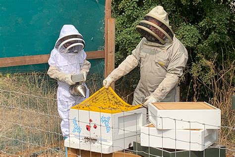 Beekeeping Clothing And How To Take Care Of Them Blog Simon The