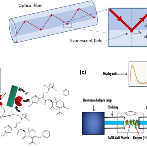 A Schematic Representation Of Evanescent Field In An Optical Fiber Download Scientific