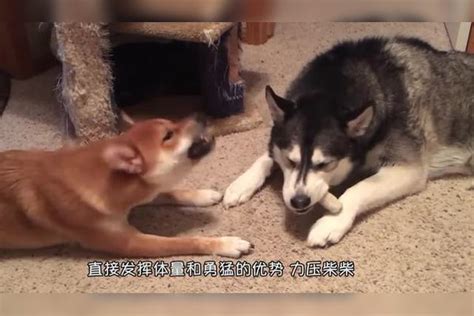二哈和柴犬打架，智商不够，用体量瞬间碾压柴犬柴犬体量智商