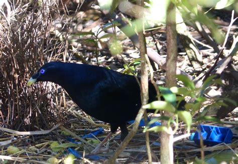 The Bird That Builds Elaborate Sculptures To Attract A Mate Extreme