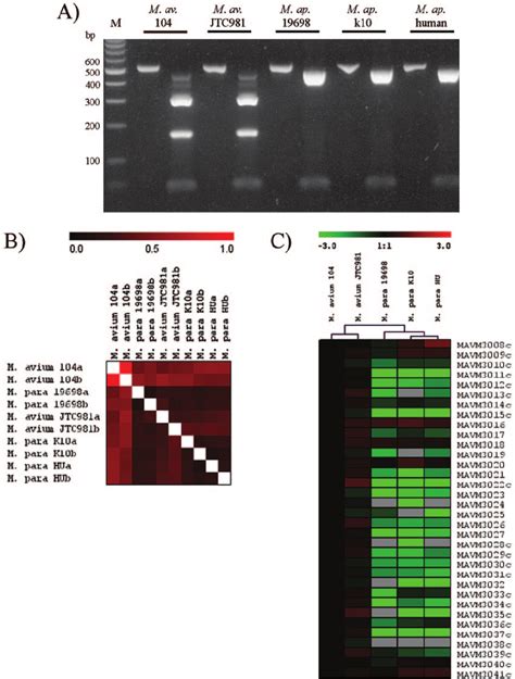 Comparative Genomic Hybridization Of M Avium Subspecies By Use Of Dna Download Scientific
