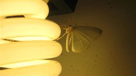 Study Reveals Which Light Bulb Attracts The Fewest Bugs Science Technology Sott Net