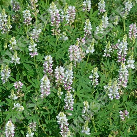 Pixie Pink Lupin Seeds Lupinus Kings Seeds A Leading Supplier Of