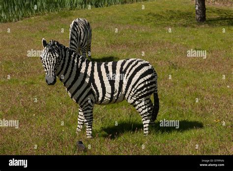 Lego Model Of A Zebra At Legoland Windsor London England United