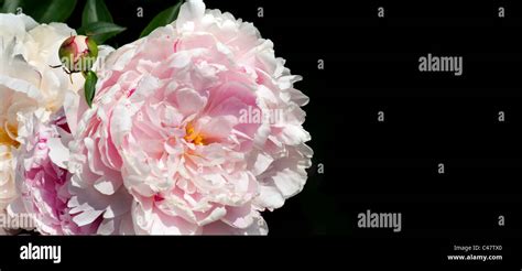 White Pink Red Peony Paeonia Suffruticosa Asia Dark Black Background