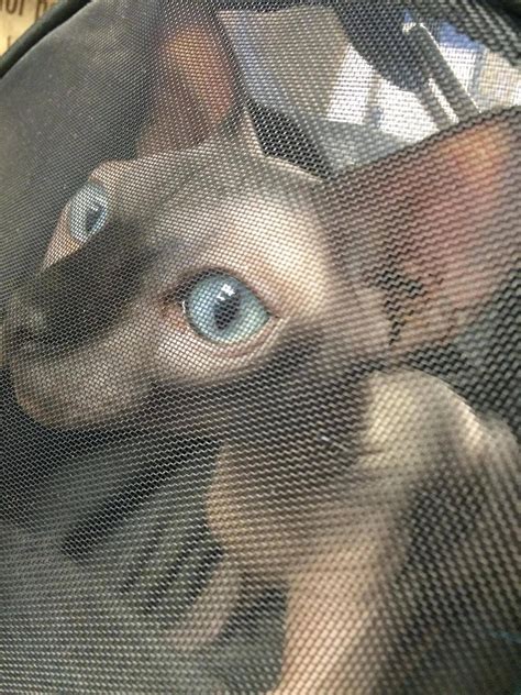 圖 Naked Cat Sphynx 寵物板 Dcard