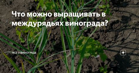 Что можно выращивать в междурядьях винограда Всё о винограде Дзен