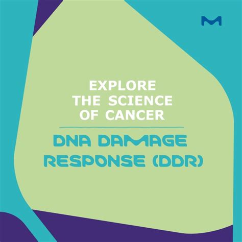 Dna Damage Response Ddr Dr Corinna Schaffroth Sa Linkedin