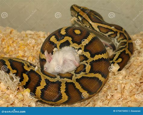 Burmese Python Python Bivittatus Stock Image Image Of Albino Skin