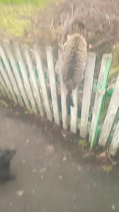 щенок Vs котёнок Youtube