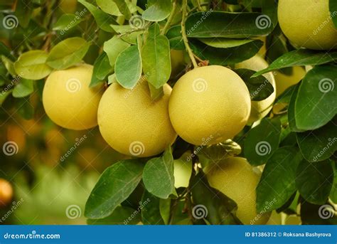 Pomelo Fruit Color At Minnie Clark Blog