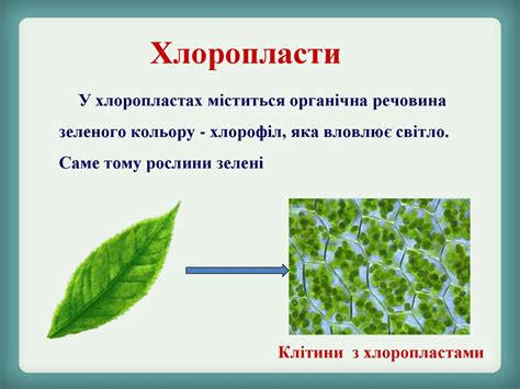 Будова рослинної та тваринної клітини 6 клас презентация онлайн