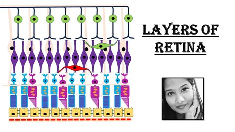 Layers Of Retina Simplified Lecture Ophthalmology Youtube