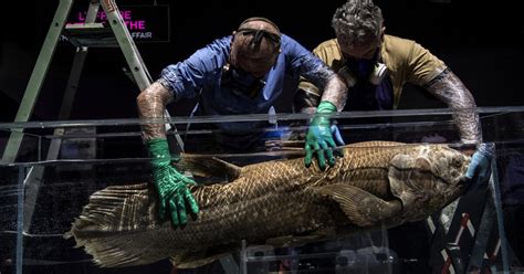 Peces Que Se Creían Extintos Reaparecieron En Madagascar Y Cayeron En Las Redes De Cazadores De