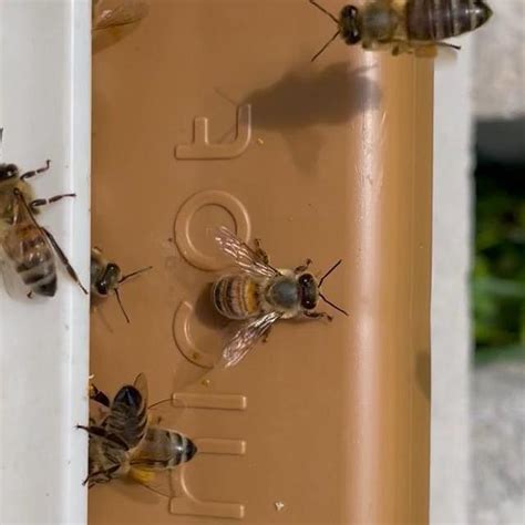 Bee Object Detection Dataset By Yolobee