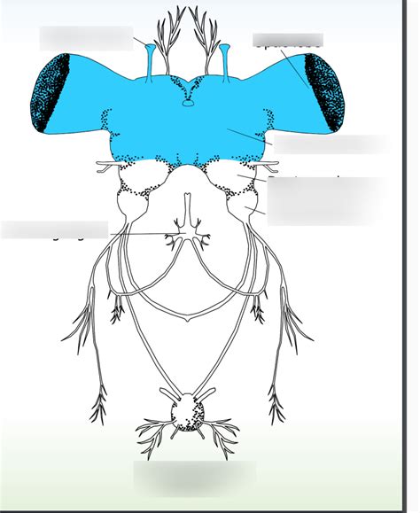 Central Ganglia Diagram Diagram Quizlet