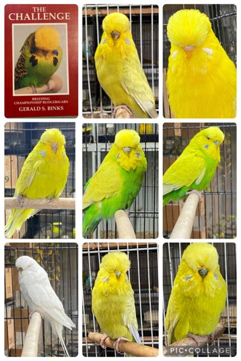 Wayne And Andrew Cusack Budgerigar Auction 2 2025