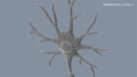 3d Neuron Anatomy Turbosquid 2001382