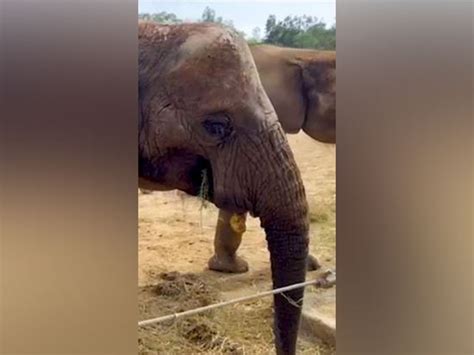 Alarm Bells Unnatural Elephant Deaths Spark Urgent Inquiry In Odisha