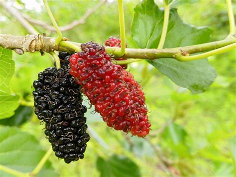 จำหน่ายไหลสตอเบอรี่พ จำหน่ายไหลสตอเบอรี่พันธุ์พระราชทาน80