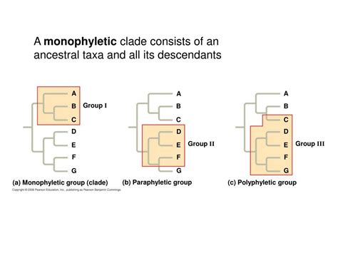 Ppt Phylogenetics Powerpoint Presentation Free Download Id2112597
