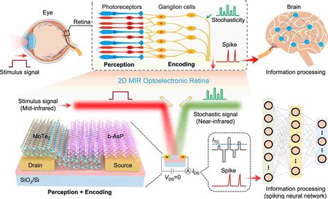 Artificial Retina Applications Enabling Perception And Encoding Of
