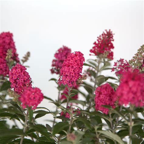 Lil Raspberry Butterfly Bush Magenta Flowering Butterfly Bush Plants By Mail