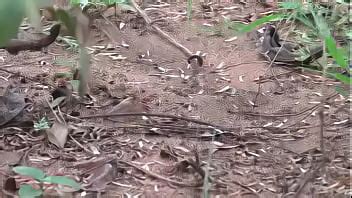 Soil Sex Sex Pictures Pass