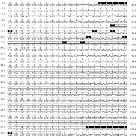 Nucleotide Sequence And Deduced Amino Acid Sequence Of The Partial