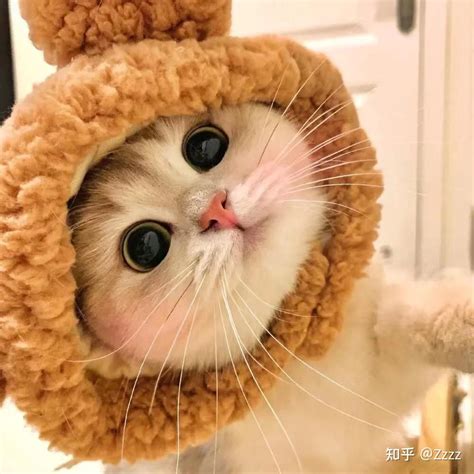 新手养猫注意事项 知乎
