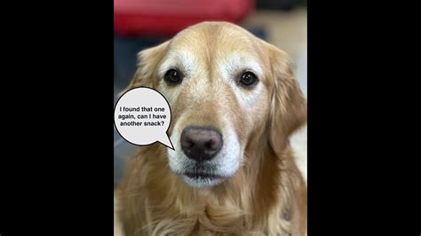 Intermediate Scent Work Multiple Hides Searching Blank Areas Youtube