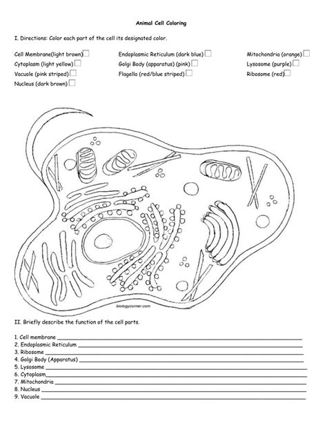 Plant Cell Coloring