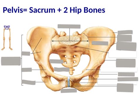 Pelvis Sacrum 2 Hip Bones Labeling Quiz