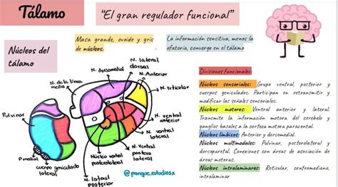 Tálamo Anatomia Y Fisiologia Humana Anatomía Médica Anatomía