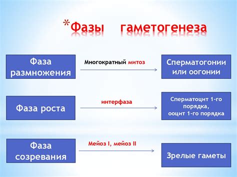 Гаметогенез у растений и животных презентация онлайн