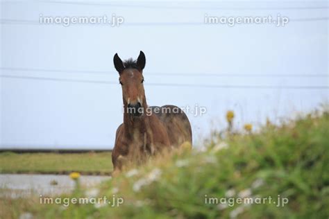 寒立馬の写真素材 24515540 イメージマート